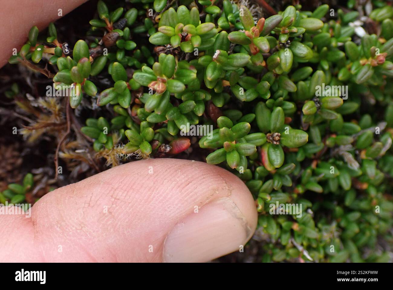 alpine azalea (Kalmia procumbens Stock Photo - Alamy