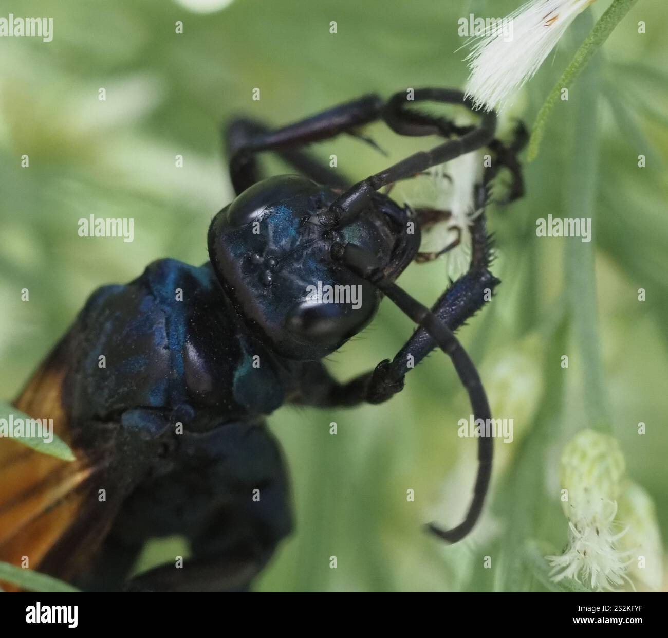 Thisbe's Tarantula-hawk Wasp (Pepsis thisbe Stock Photo - Alamy