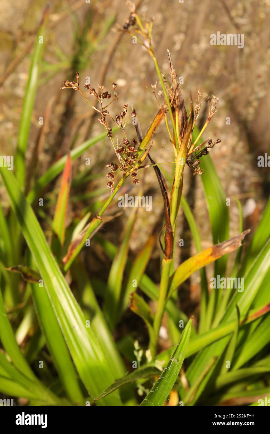 Great Woodrush (Luzula sylvatica Stock Photo - Alamy