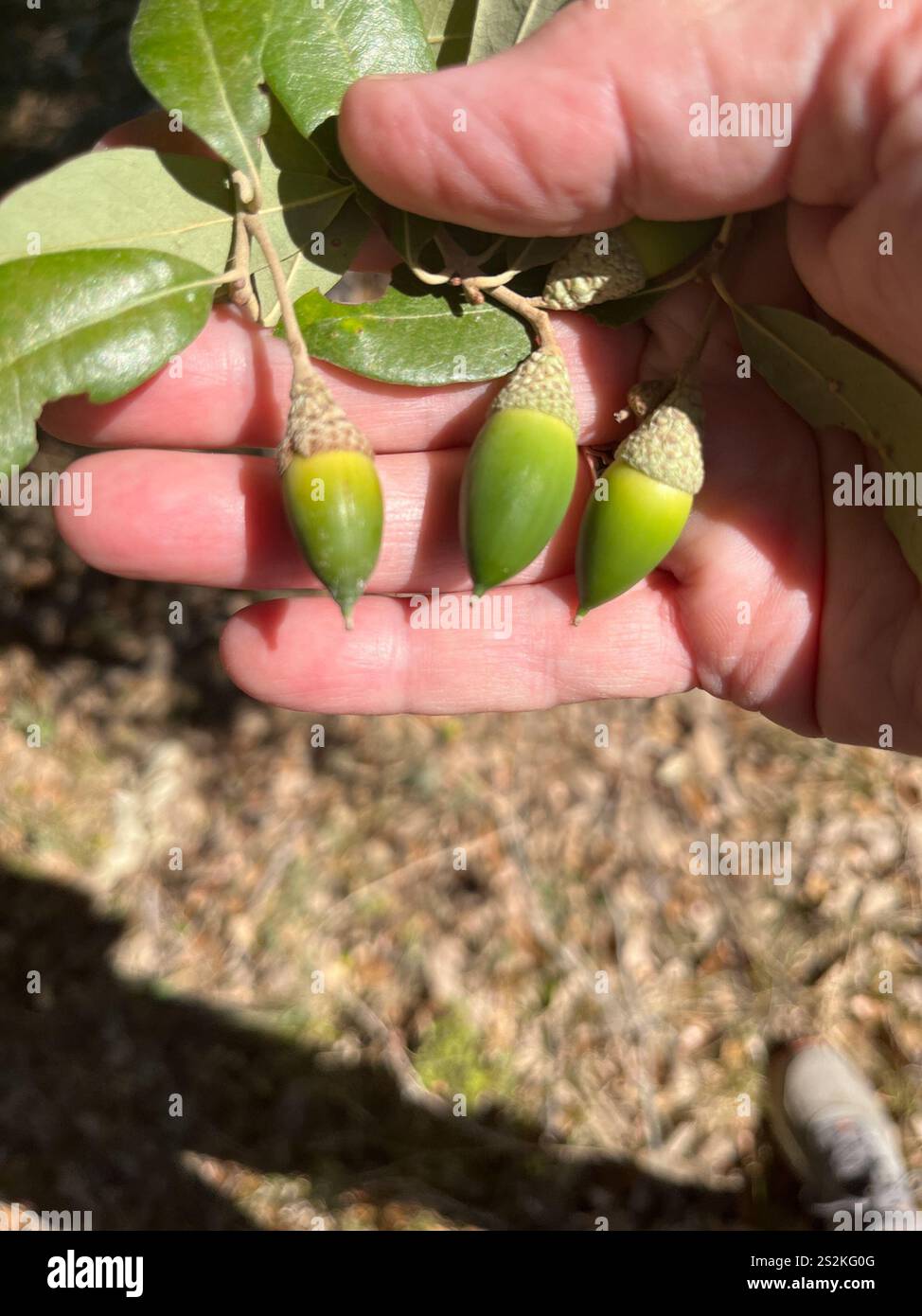 Texas live oak (Quercus fusiformis Stock Photo - Alamy