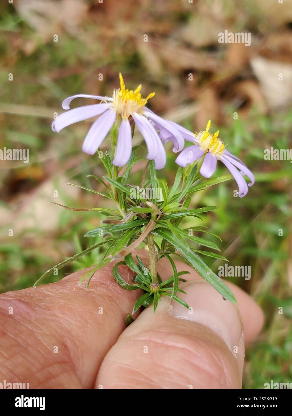 Flax-leaved Aster (Ionactis linariifolia Stock Photo - Alamy