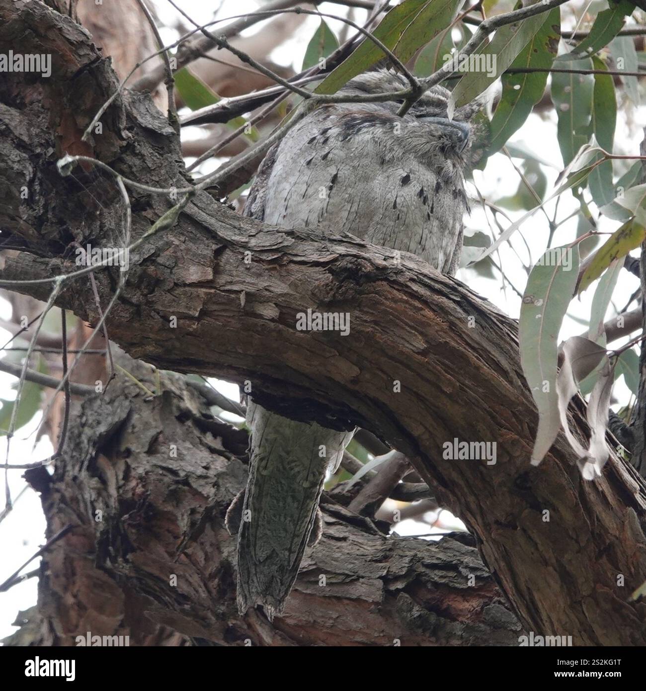Tawny Frogmouth (Podargus strigoides Stock Photo - Alamy