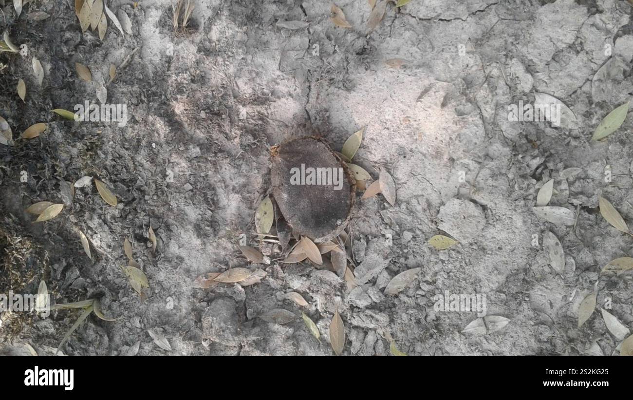 Common White Quebracho (Aspidosperma quebracho-blanco Stock Photo - Alamy