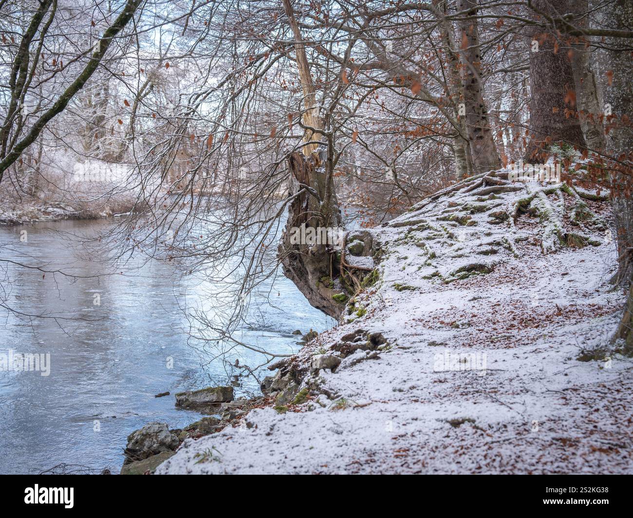 Snow-Covered Forest In Bavaria, Germany: A Serene Winter Scene With ...