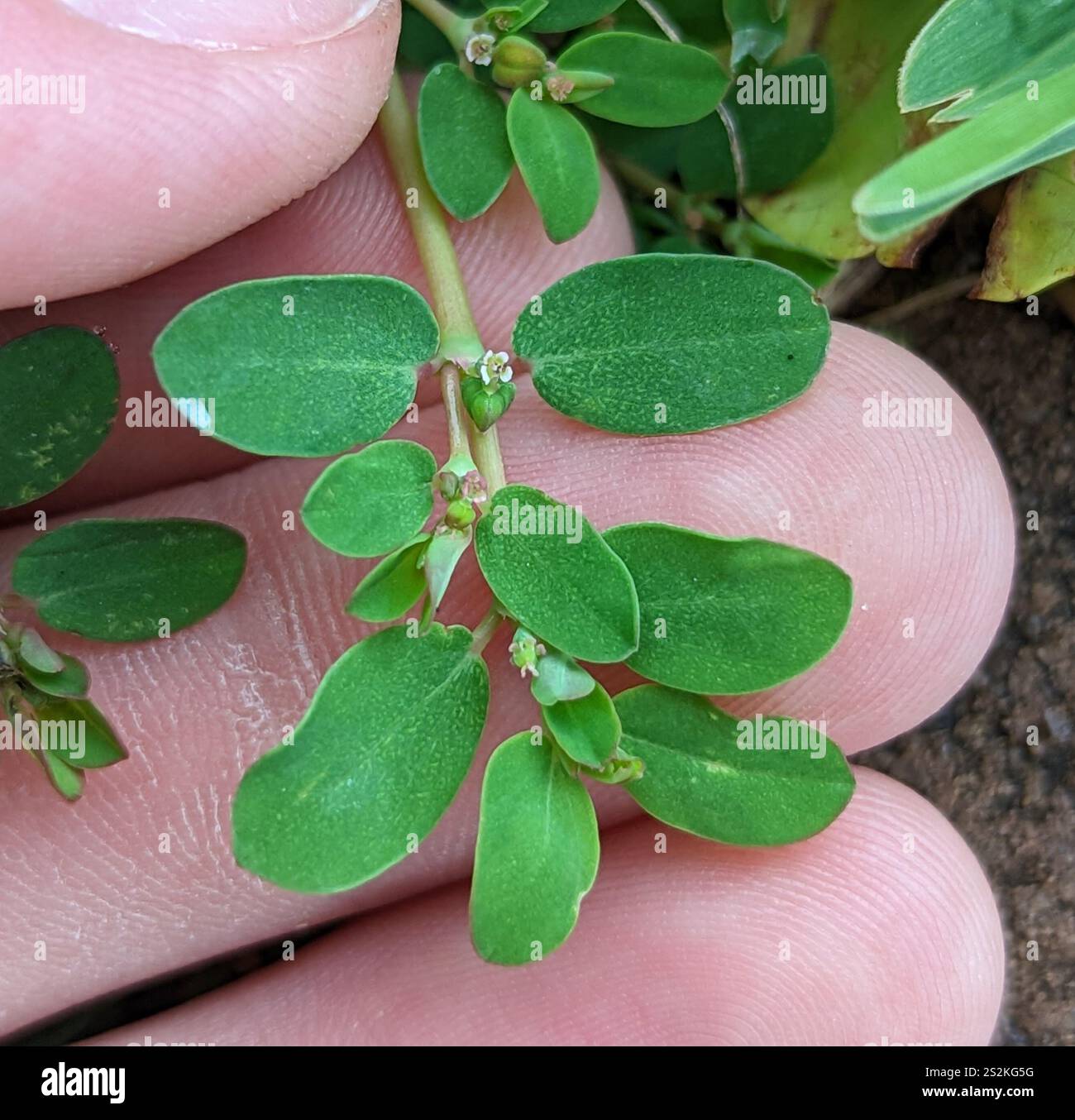 limestone sandmat (Euphorbia blodgettii Stock Photo - Alamy