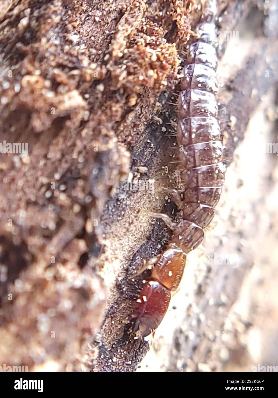 American Square-headed Snakeflies (Negha Stock Photo - Alamy