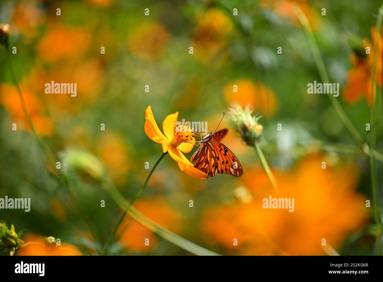 Butterfly closeup macro photography hi-res stock photography and images ...