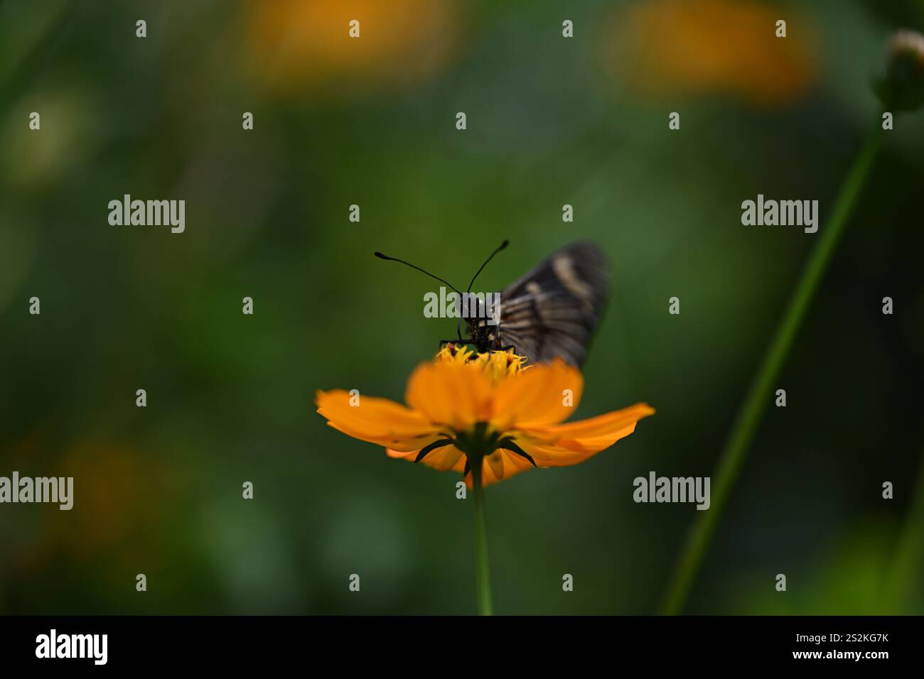 Butterfly closeup macro hi-res stock photography and images - Alamy