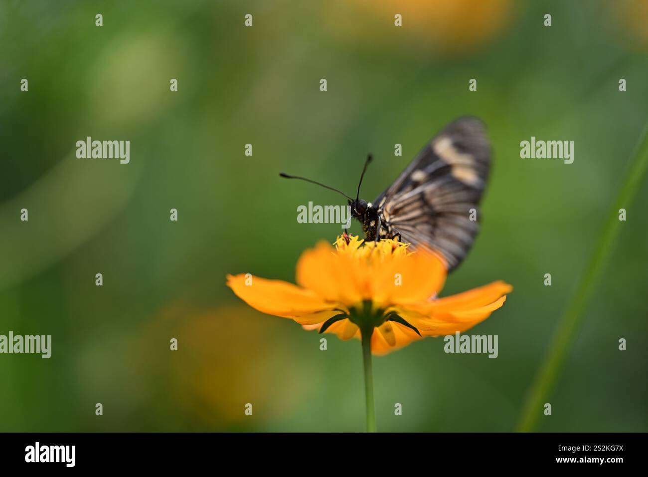 Butterfly closeup macro photography hi-res stock photography and images ...