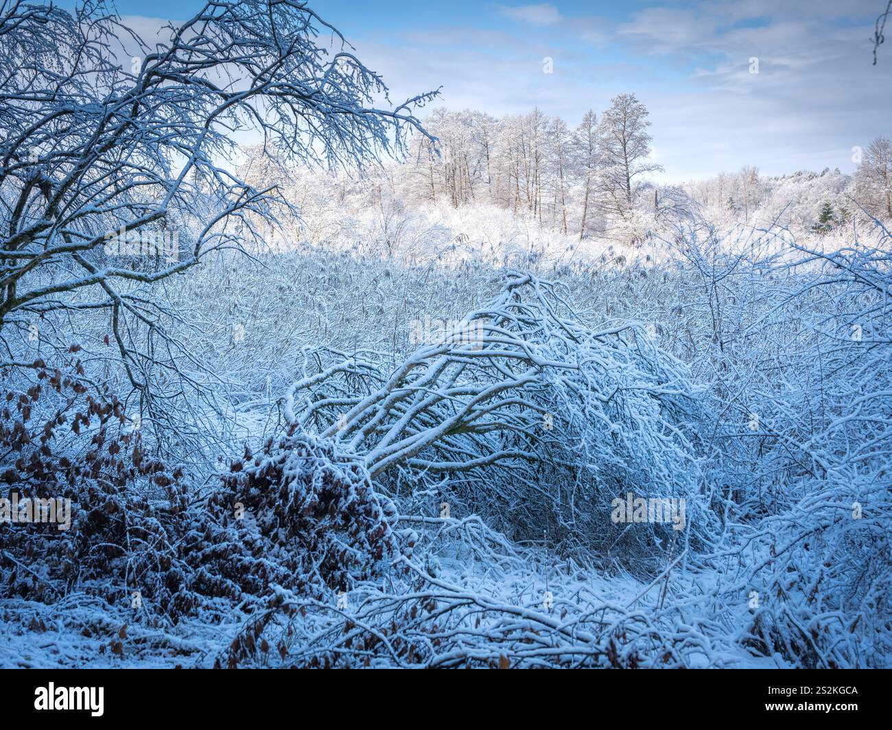 Snow-Covered Forest In Bavaria, Germany: A Serene Winter Scene With ...