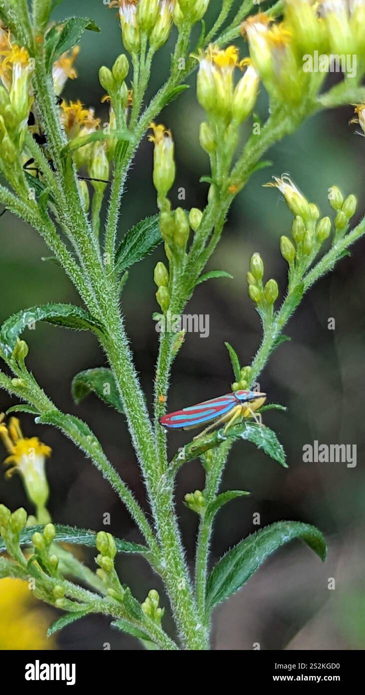 Red-banded Leafhopper (Graphocephala coccinea Stock Photo - Alamy
