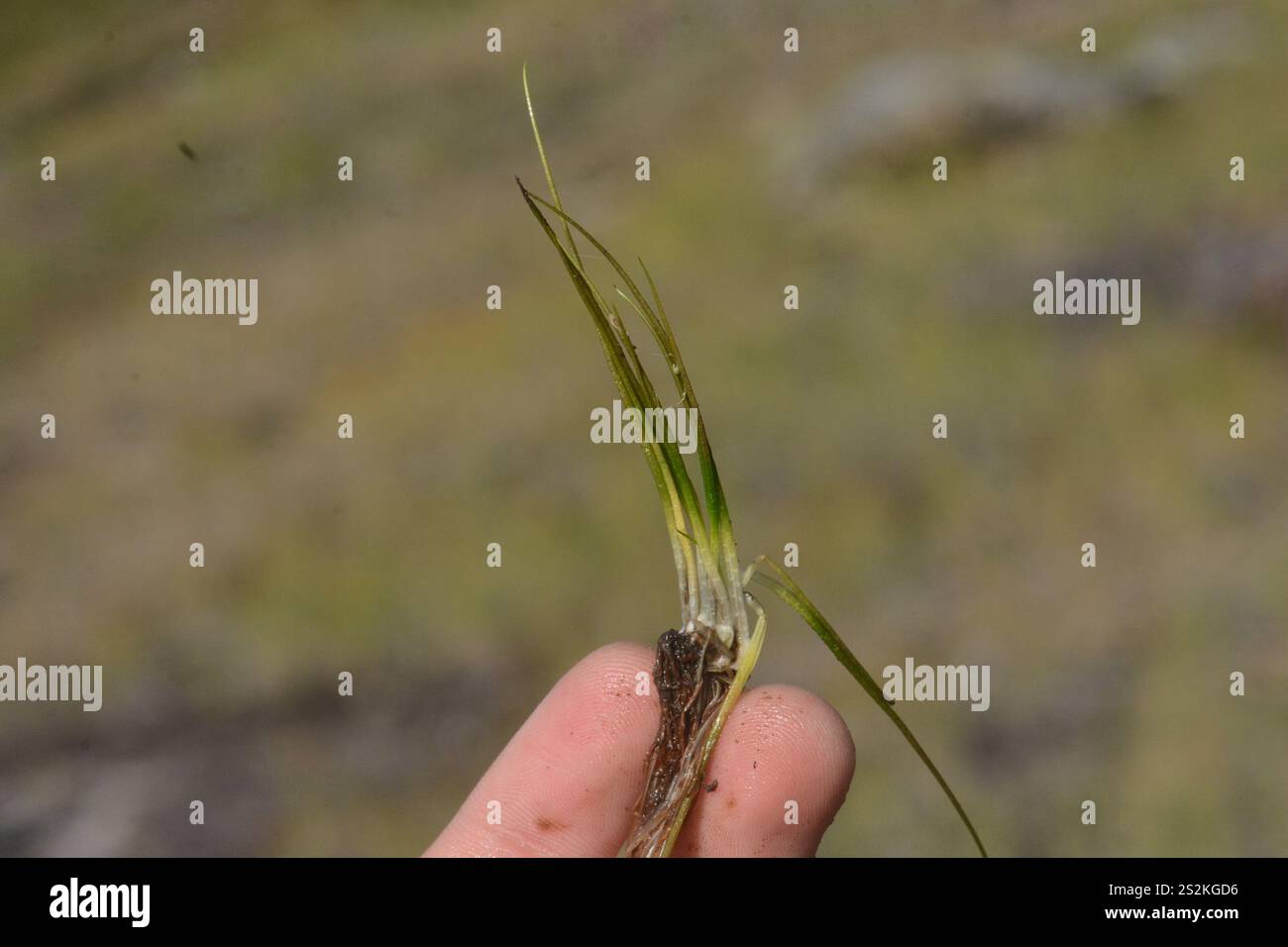 maritime quillwort (Isoetes maritima Stock Photo - Alamy