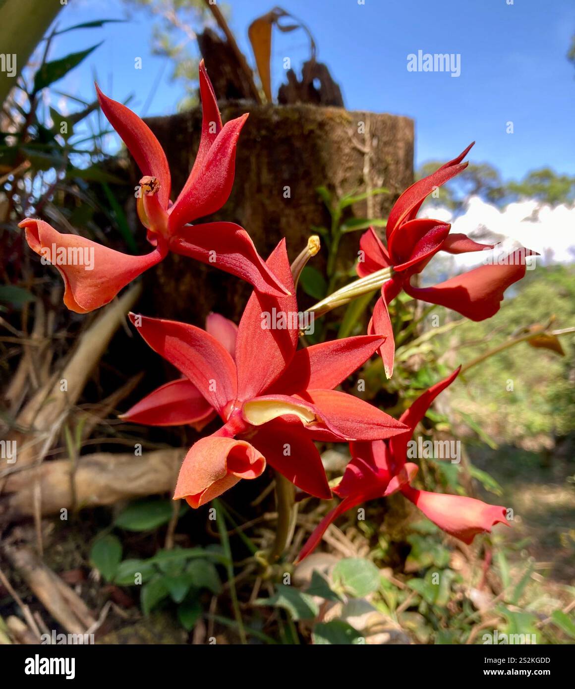 Mormodes hi-res stock photography and images - Alamy