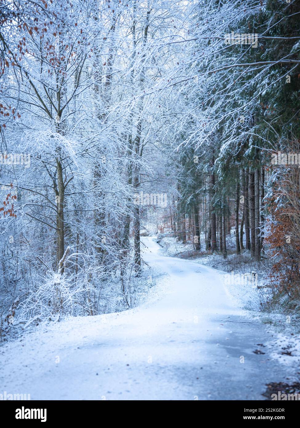 Snow-Covered Forest In Bavaria, Germany: A Serene Winter Scene With ...