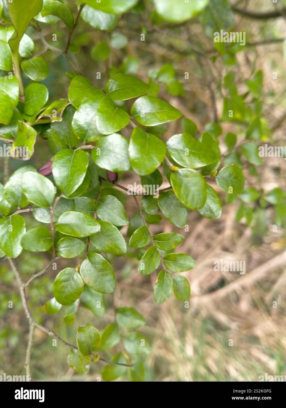 New Zealand Black Beech (Nothofagus solandri Stock Photo - Alamy