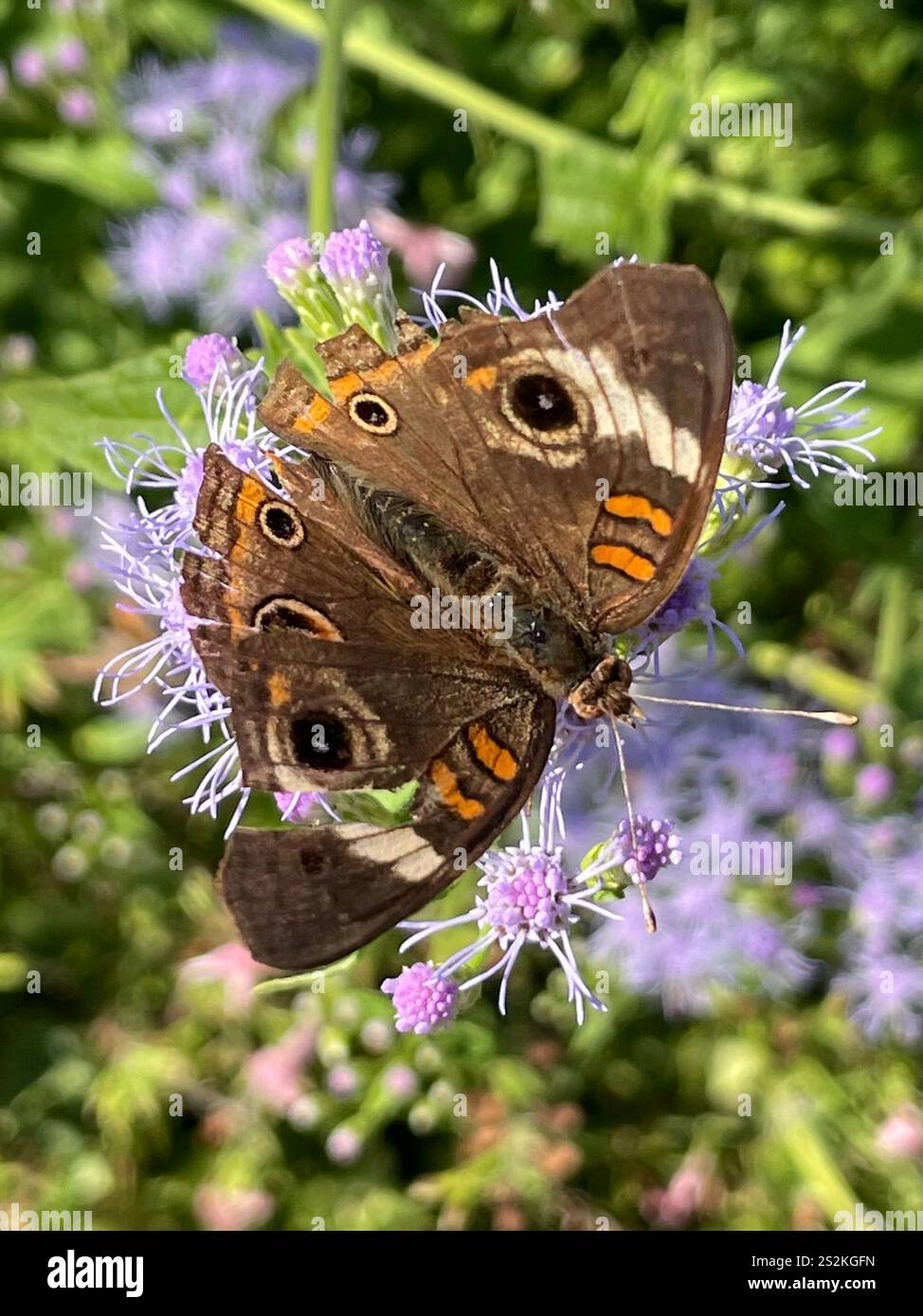 Common Buckeye (Junonia coenia Stock Photo - Alamy
