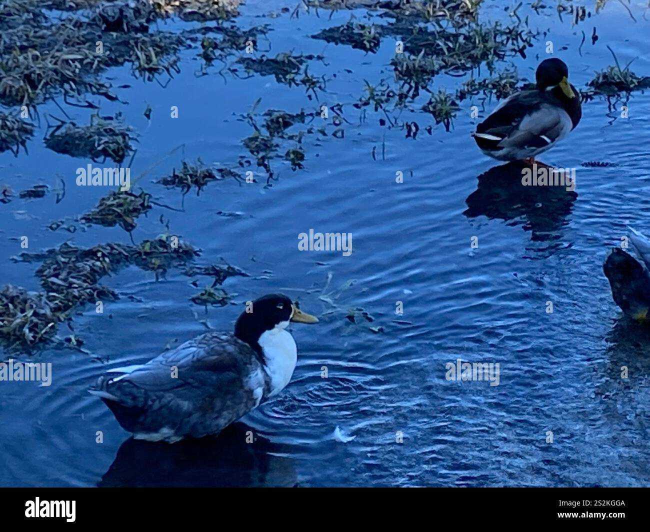 Domestic Mallard (Anas platyrhynchos domesticus Stock Photo - Alamy