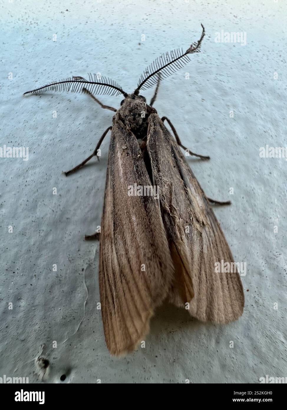 California Oak Moth (Phryganidia californica Stock Photo - Alamy