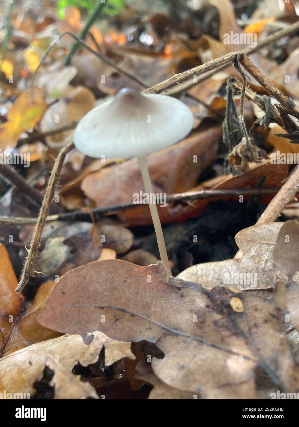 common bonnet (Mycena galericulata Stock Photo - Alamy