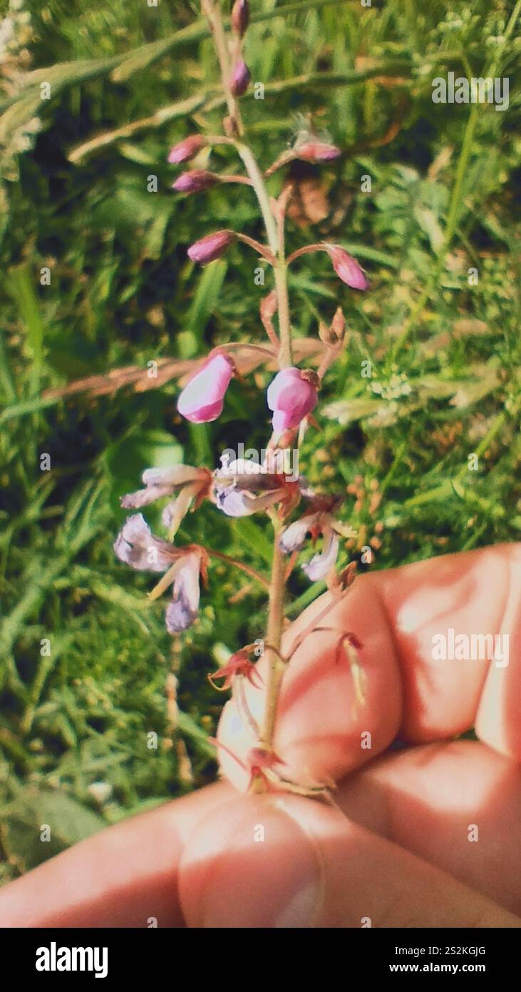 creeping beggarweed (Desmodium incanum Stock Photo - Alamy