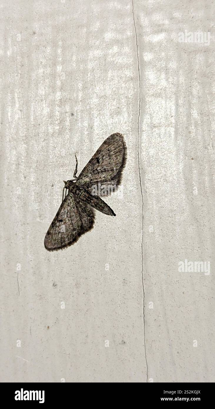 Common Eupithecia Moth (Eupithecia miserulata Stock Photo - Alamy