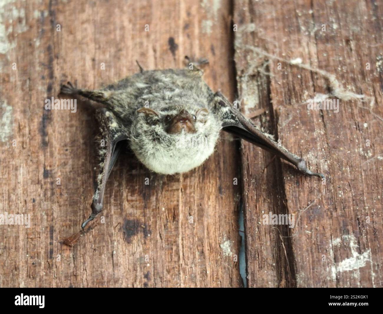 Proboscis Bat (Rhynchonycteris naso Stock Photo - Alamy