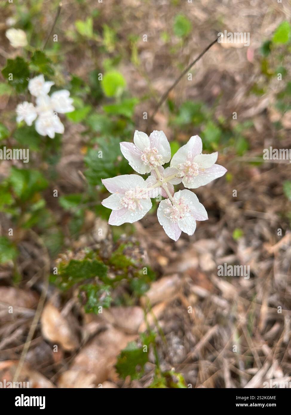 Southern Cross (Xanthosia rotundifolia Stock Photo - Alamy