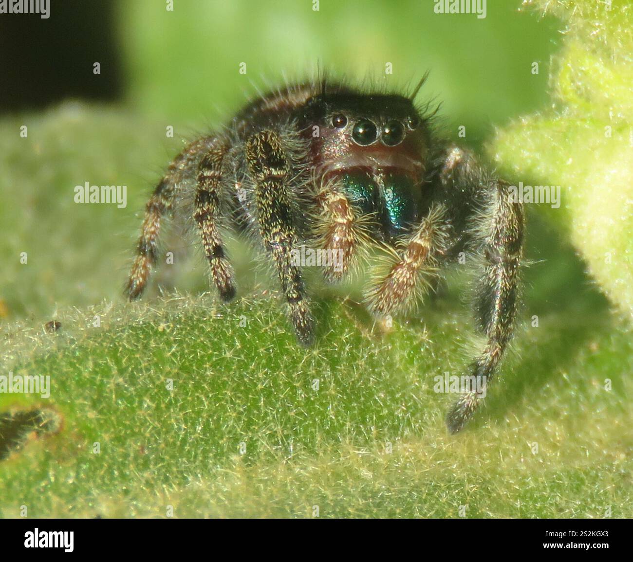 Bold Jumping Spider (Phidippus audax Stock Photo - Alamy