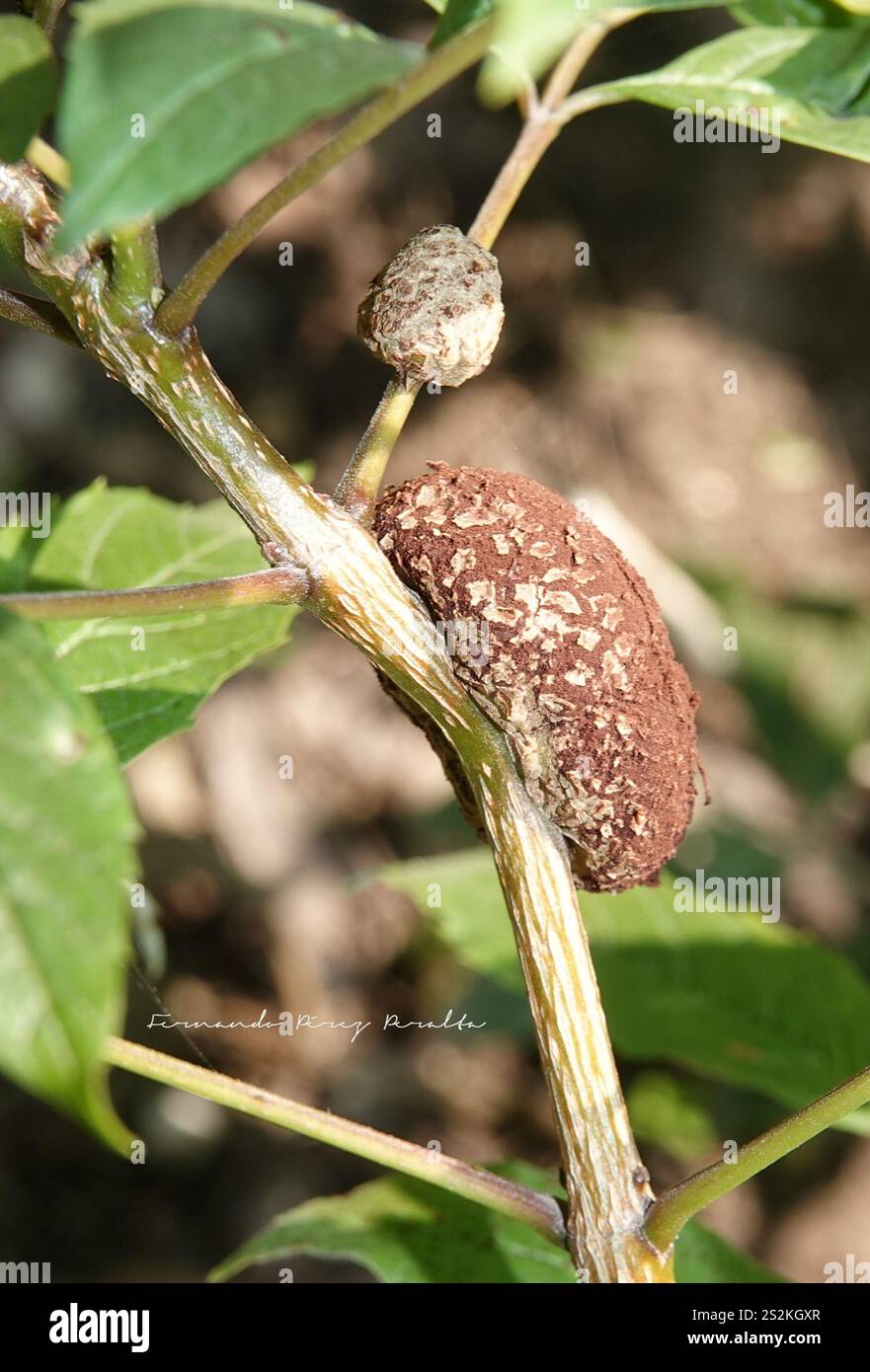 yellow trumpetbush gall rust (Prospodium transformans Stock Photo - Alamy