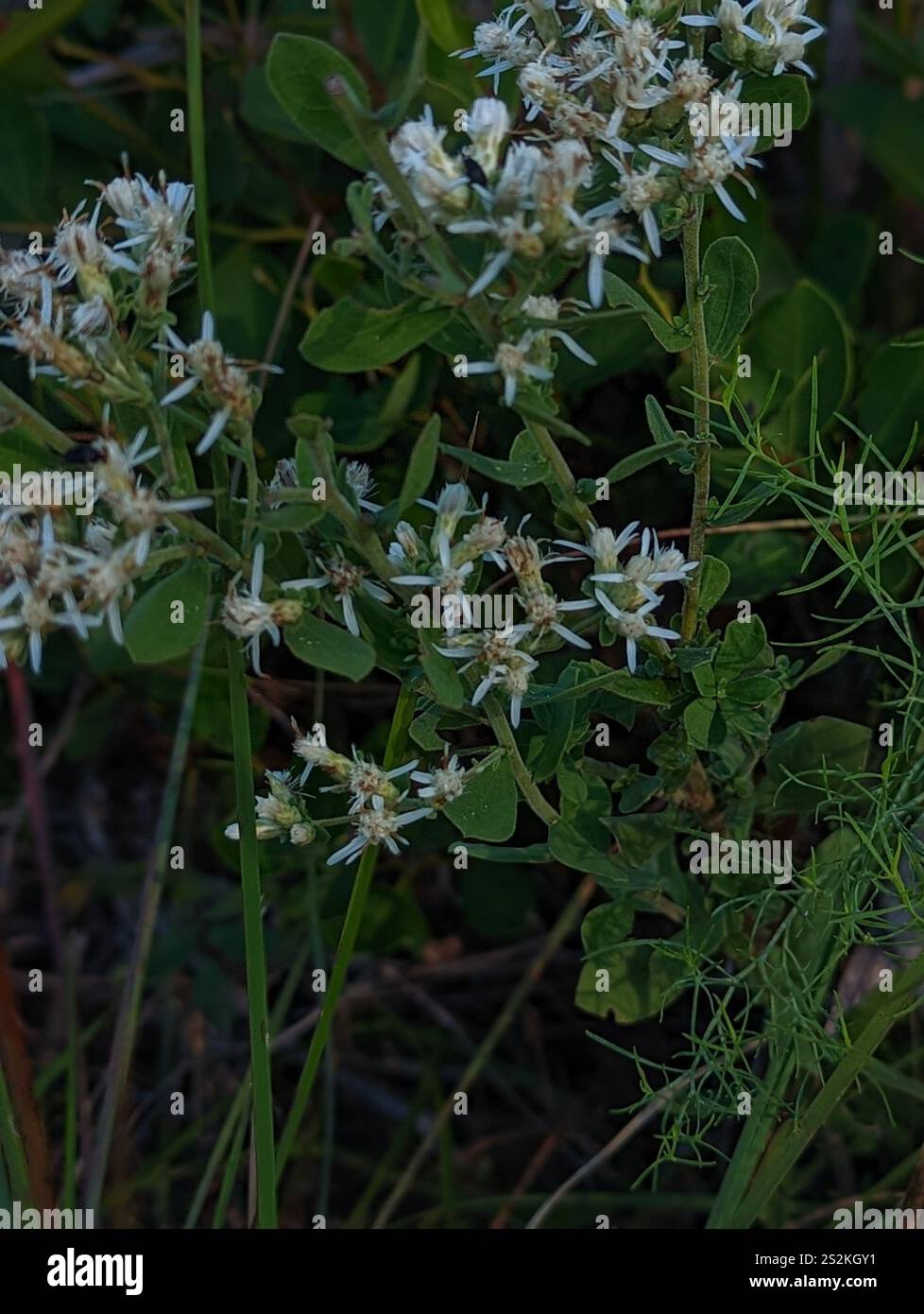 Dixie aster (Sericocarpus tortifolius Stock Photo - Alamy