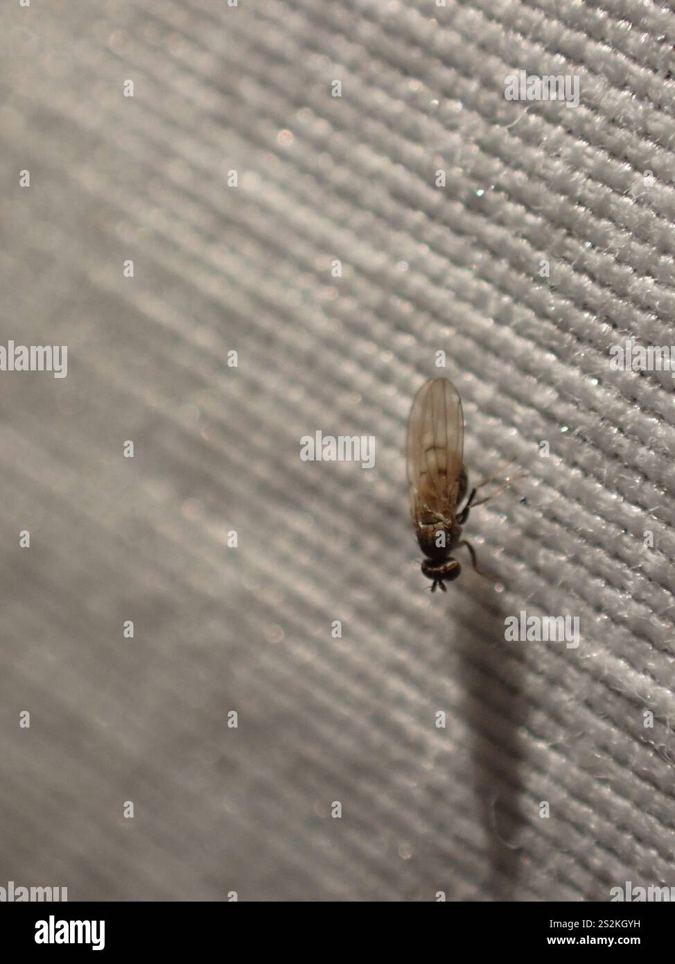 Shore Flies (Ephydridae Stock Photo - Alamy