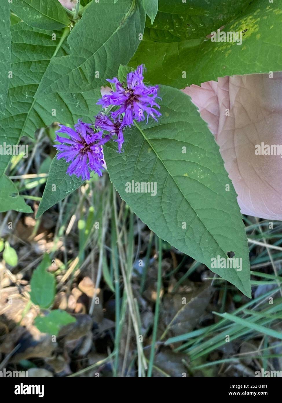 Western Ironweed (Vernonia baldwinii Stock Photo - Alamy