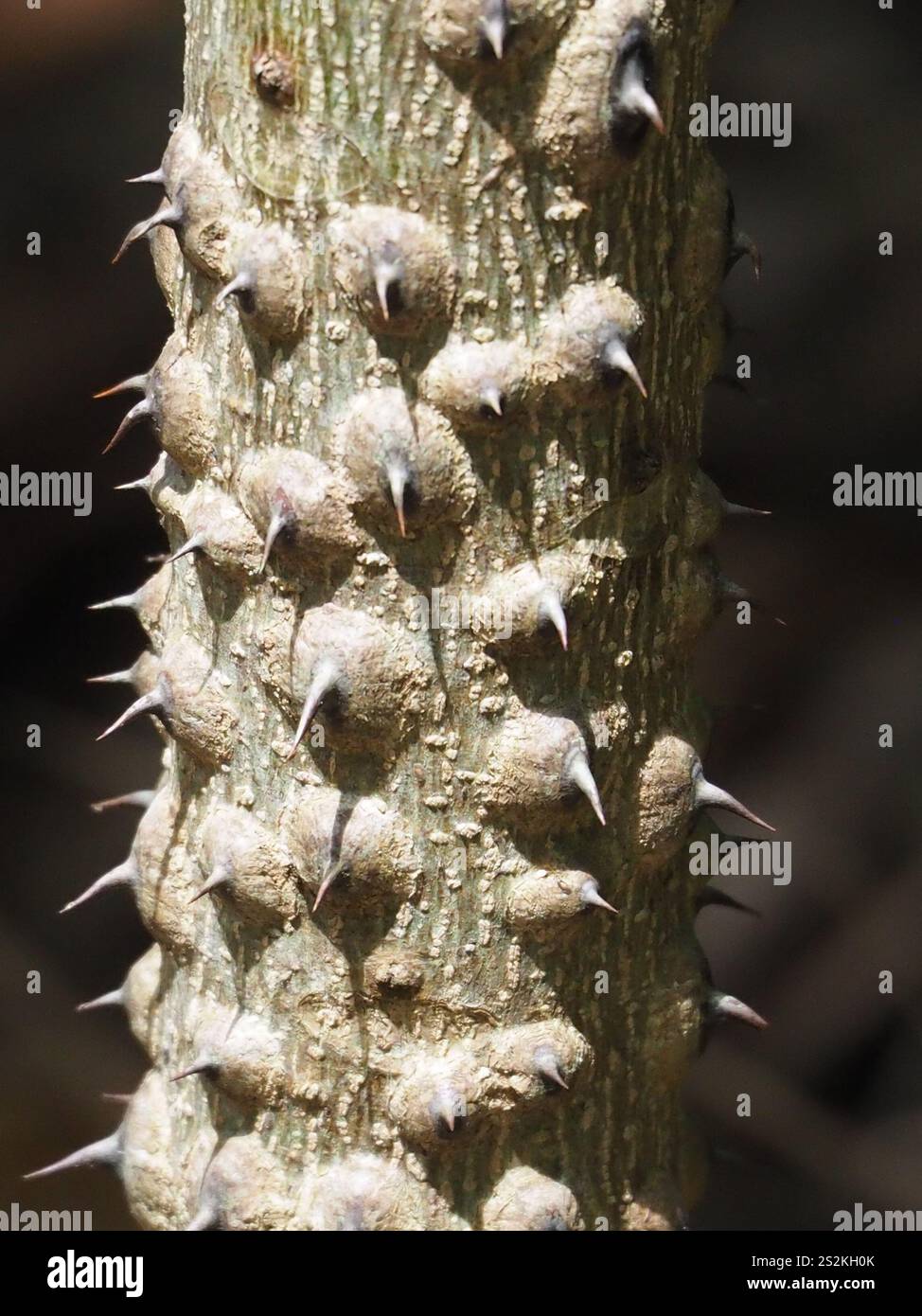 Japanese Prickly Ash (Zanthoxylum ailanthoides Stock Photo - Alamy