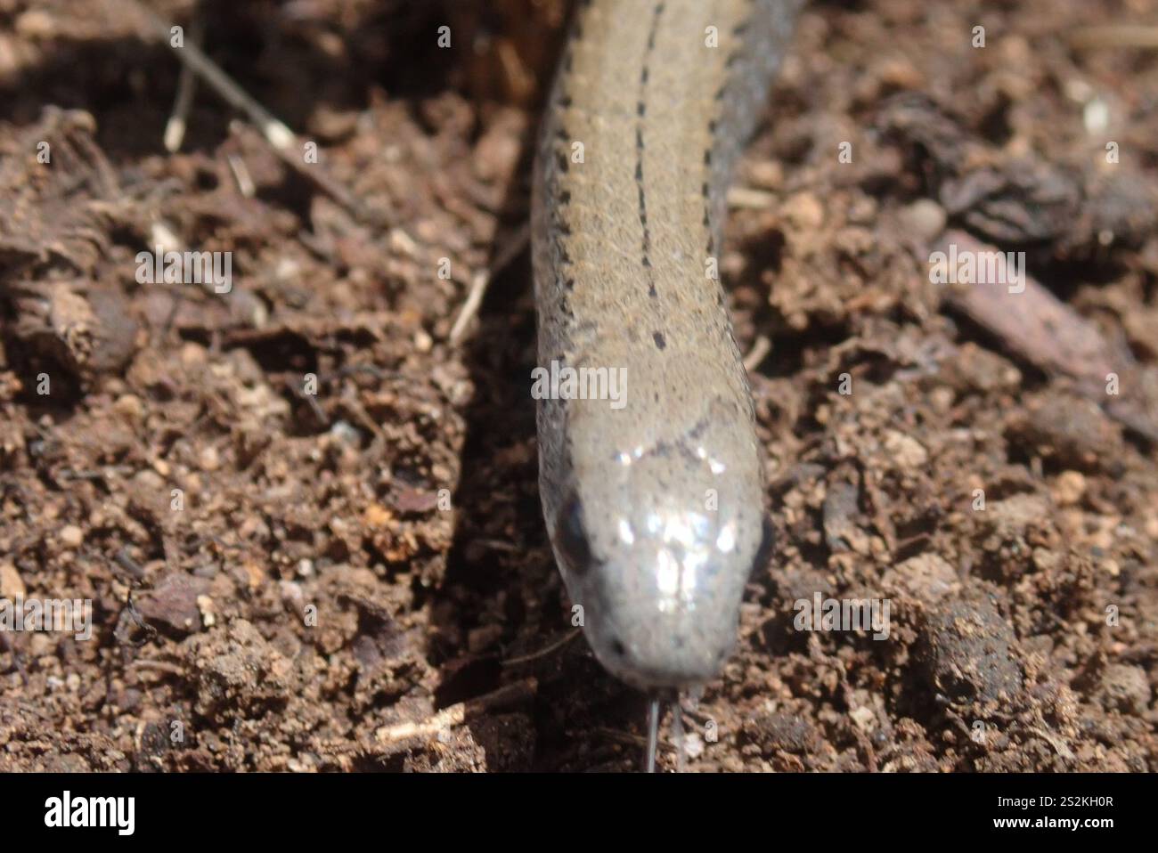 Southern Slugeater (Duberria lutrix lutrix Stock Photo - Alamy