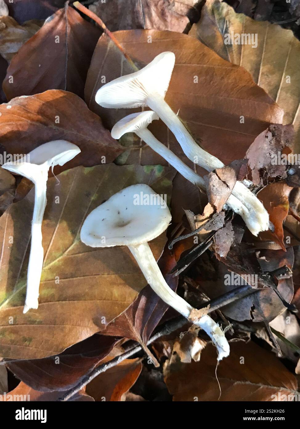 Fragrant Funnel (Clitocybe fragrans Stock Photo - Alamy