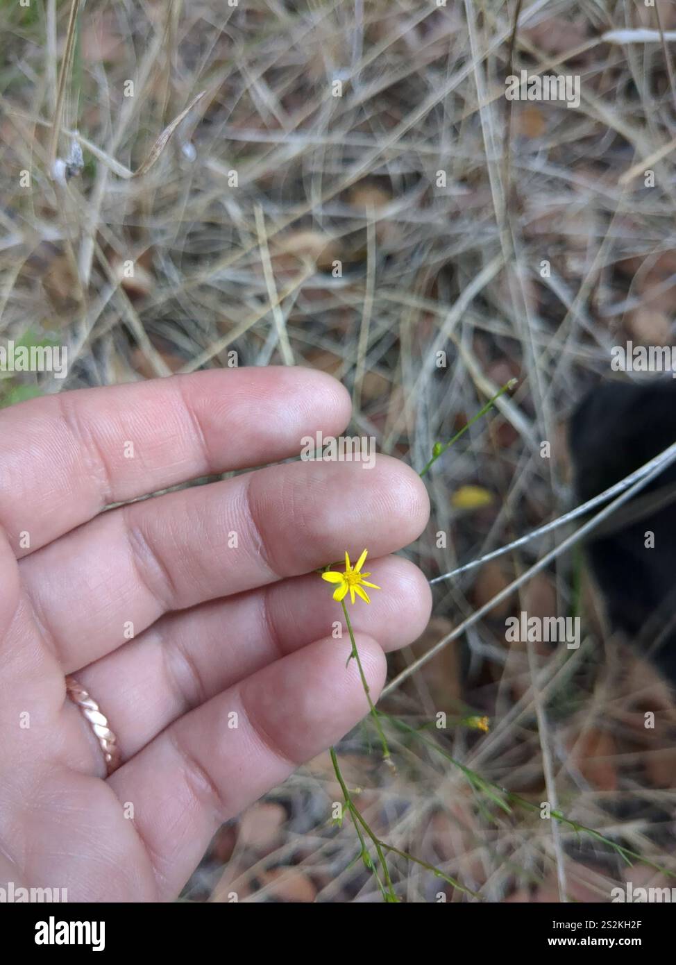 prairie broomweed (Amphiachyris dracunculoides Stock Photo - Alamy