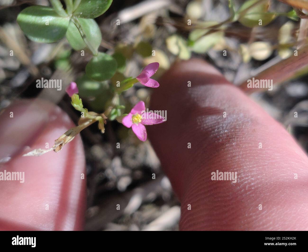 Lesser Centaury (Centaurium pulchellum Stock Photo - Alamy
