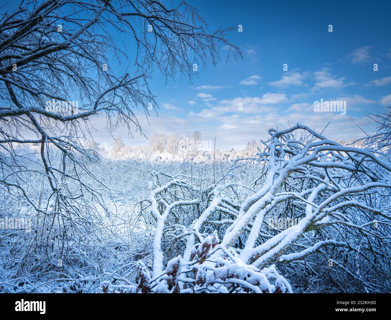 Snow-Covered Forest In Bavaria, Germany: A Serene Winter Scene With ...