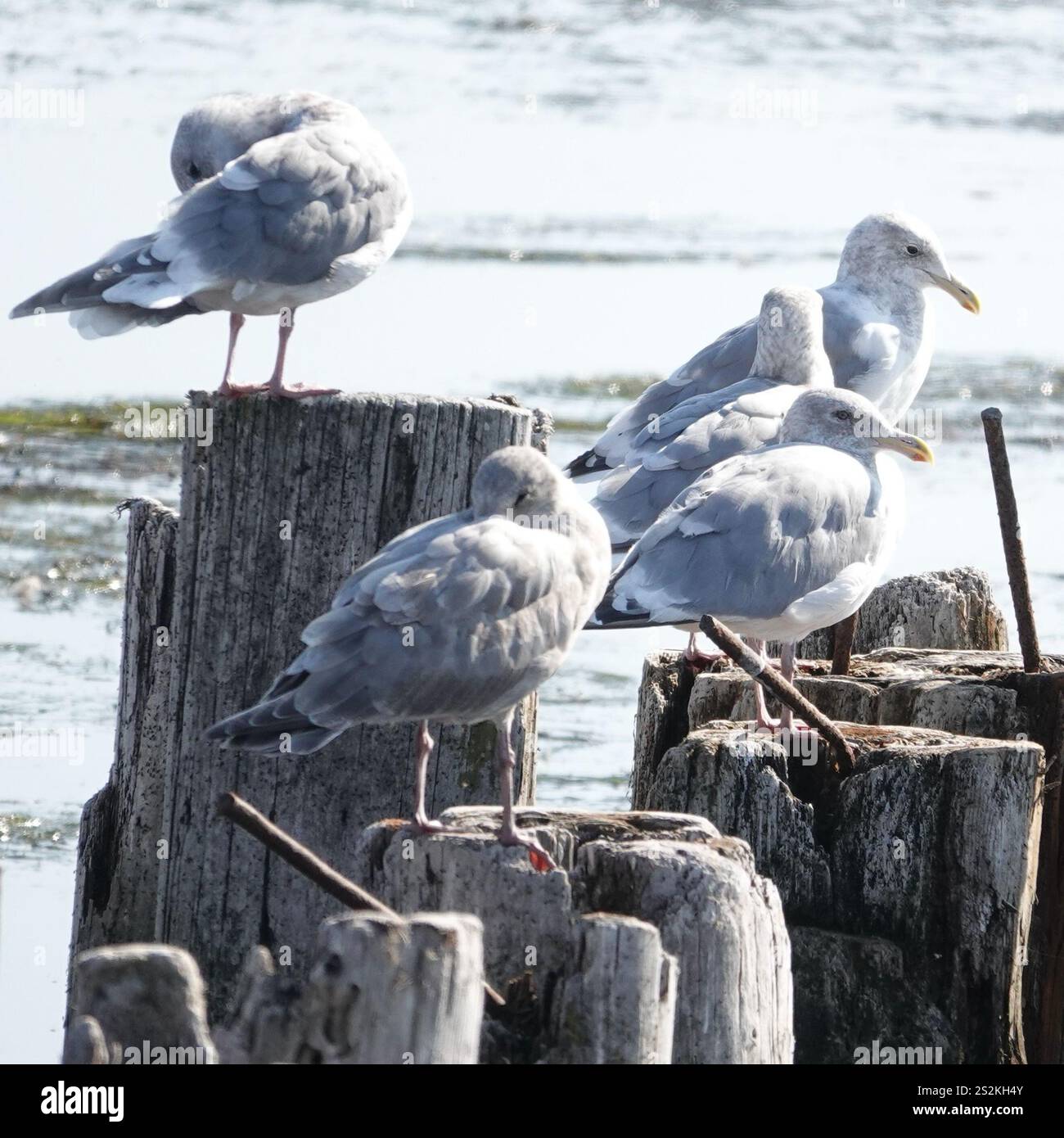 Olympic Gull (Larus glaucescens × occidentalis Stock Photo - Alamy