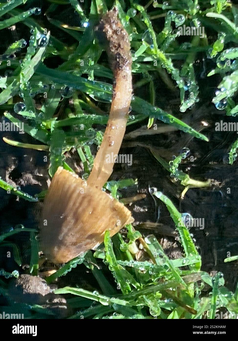 Common Fieldcap (Agrocybe pediades Stock Photo - Alamy