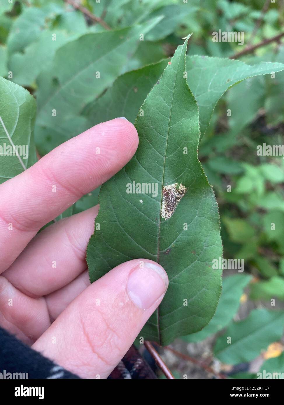 Leaf Blotch Miner Moths (Gracillariidae Stock Photo - Alamy