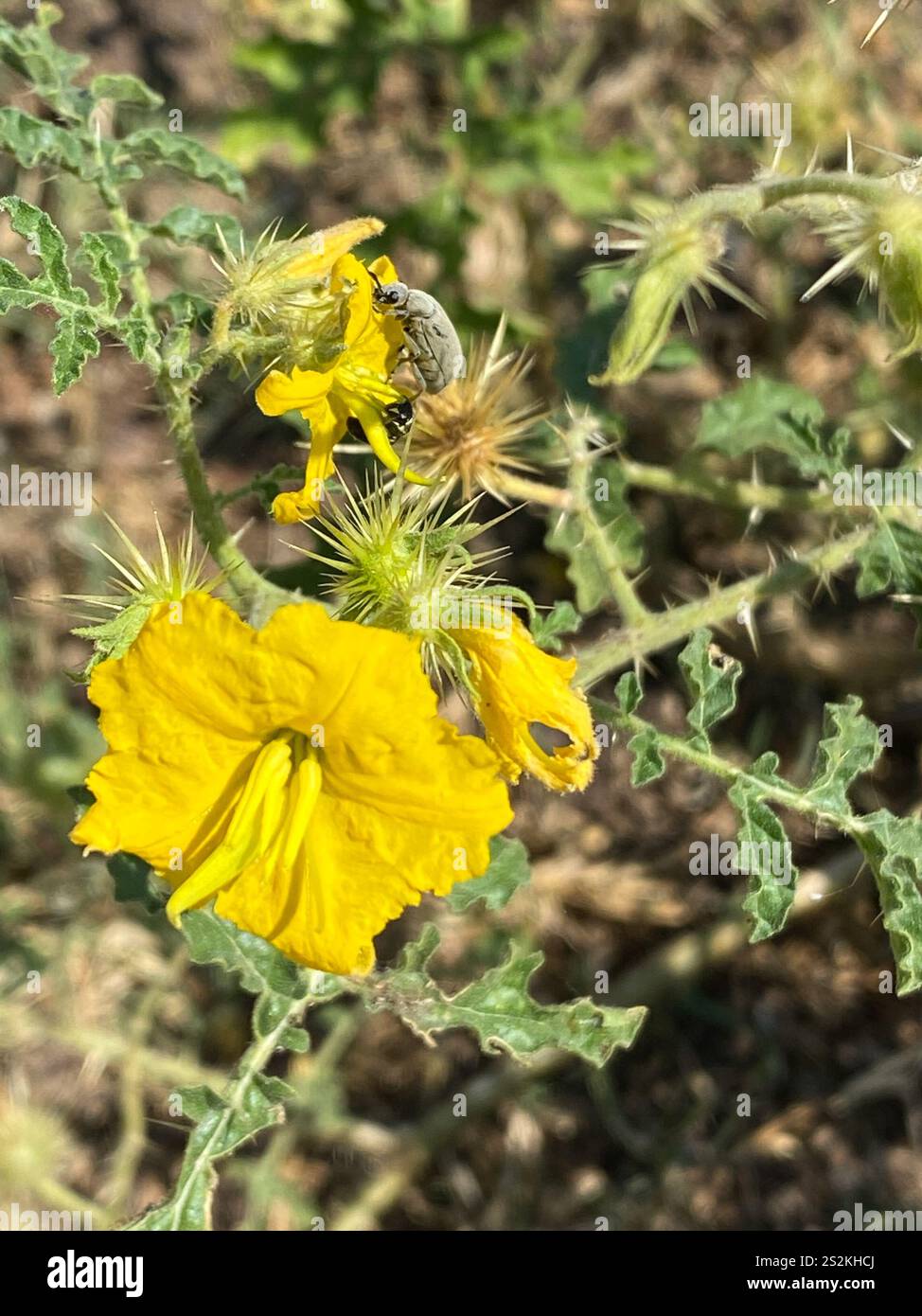 buffalo-bur (Solanum rostratum Stock Photo - Alamy