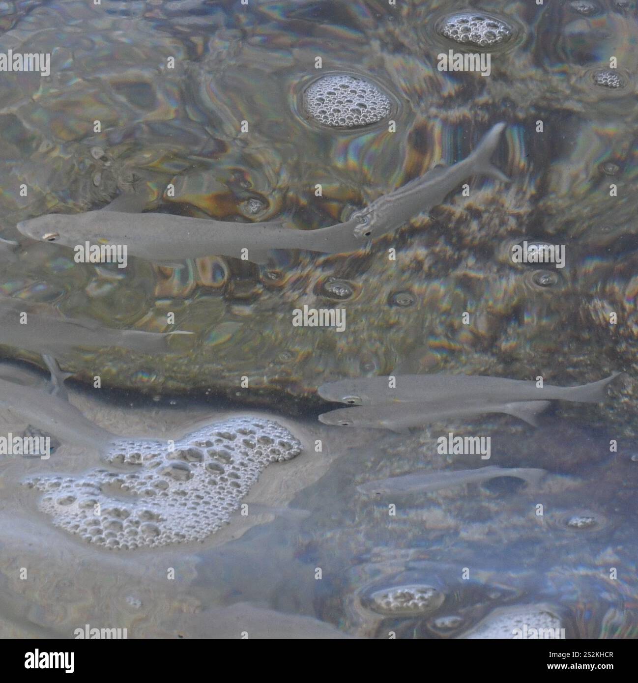 Sharpnose Mullet (Neomyxus leuciscus Stock Photo - Alamy