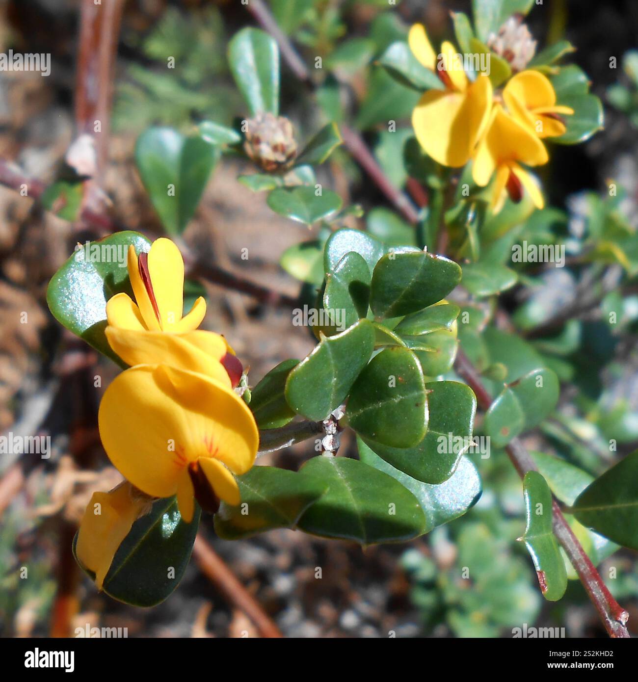 Large-leaf Bush Pea (Pultenaea daphnoides Stock Photo - Alamy