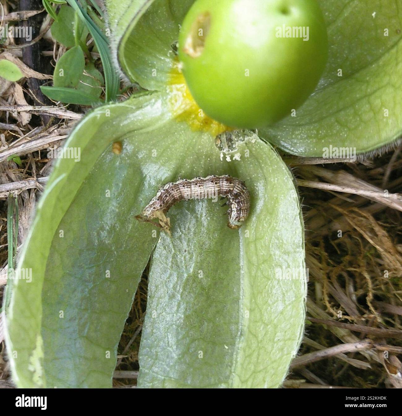 Cotton Bollworm Moth (Helicoverpa armigera Stock Photo - Alamy
