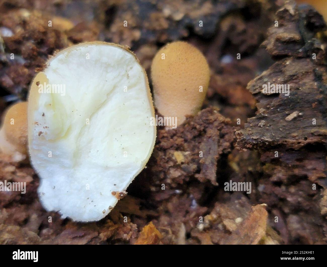 Pear-shaped Puffball (Apioperdon pyriforme Stock Photo - Alamy