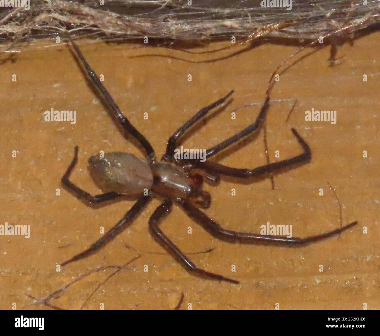 Bush Spider (Cambridgea foliata Stock Photo - Alamy