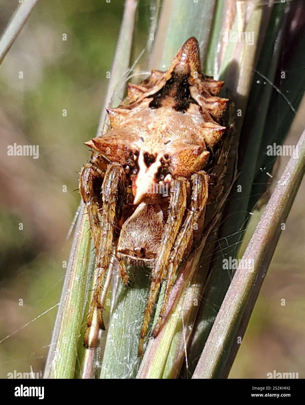 Star-bellied Orb-web Spiders (Acanthepeira Stock Photo - Alamy