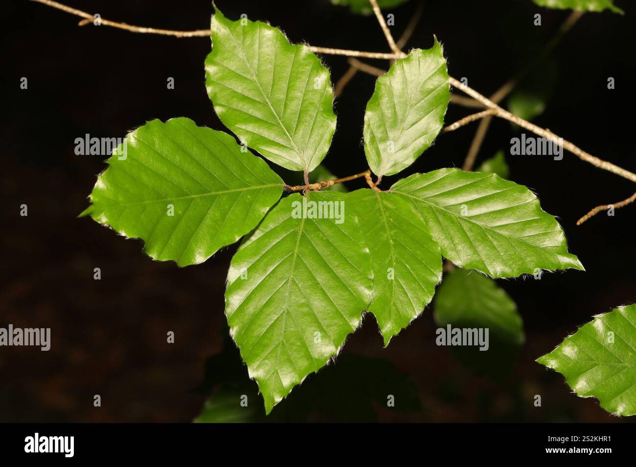 European beech (Fagus sylvatica Stock Photo - Alamy