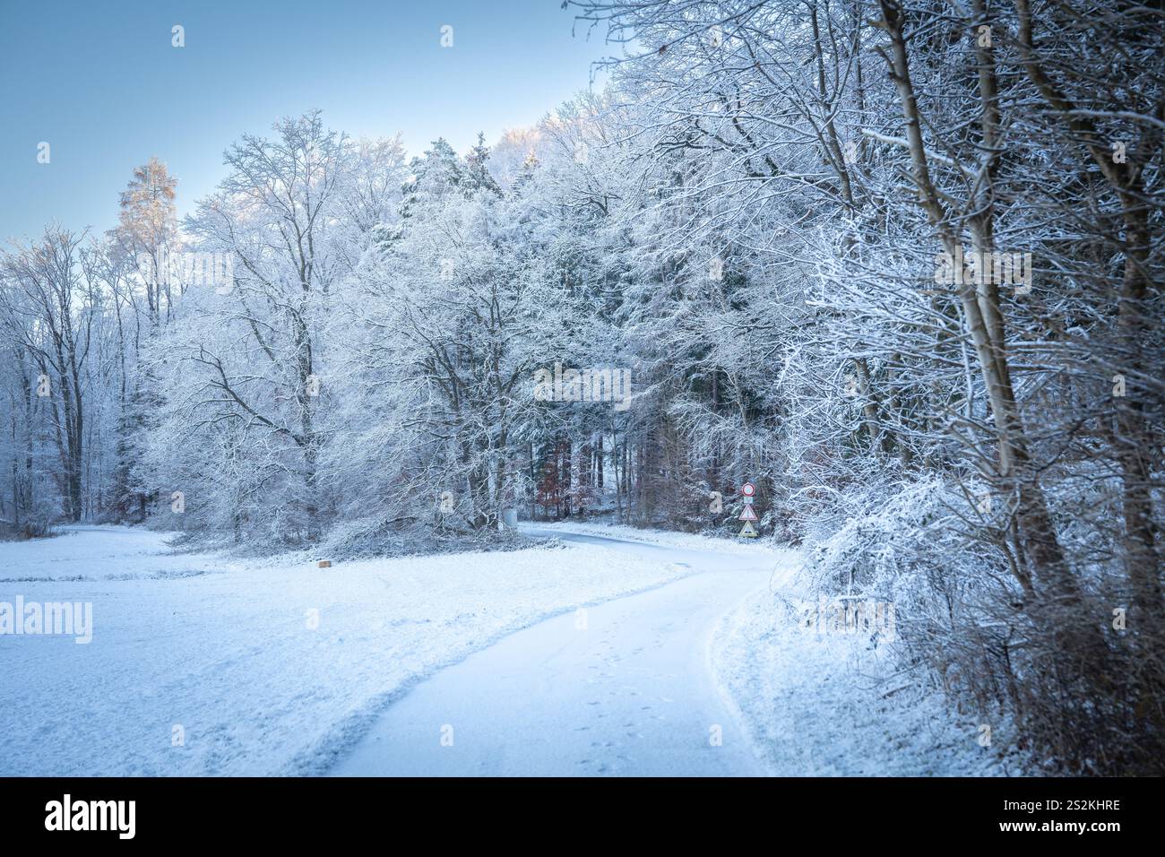 Snow-Covered Forest In Bavaria, Germany: A Serene Winter Scene With ...